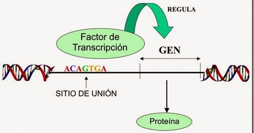ALTERACIONES EN LA TRANSCRIPCION ~ BIOLOGIA MOLECULAR